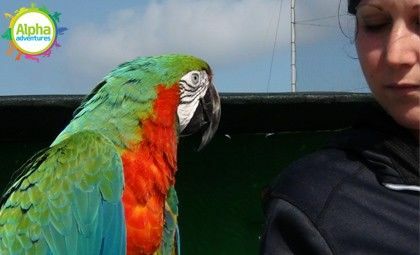 Parrot Interaction Pack by Adventures - Malta's widest range of ...