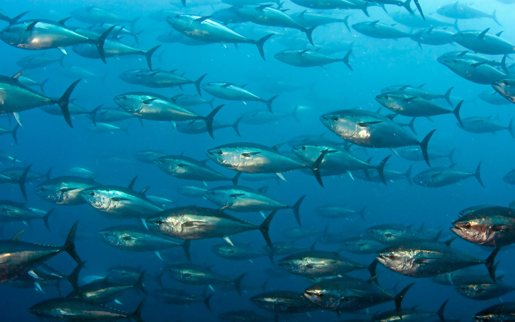 Snorkelling with Bluefin Tuna by Adventures - Malta's widest range of ...