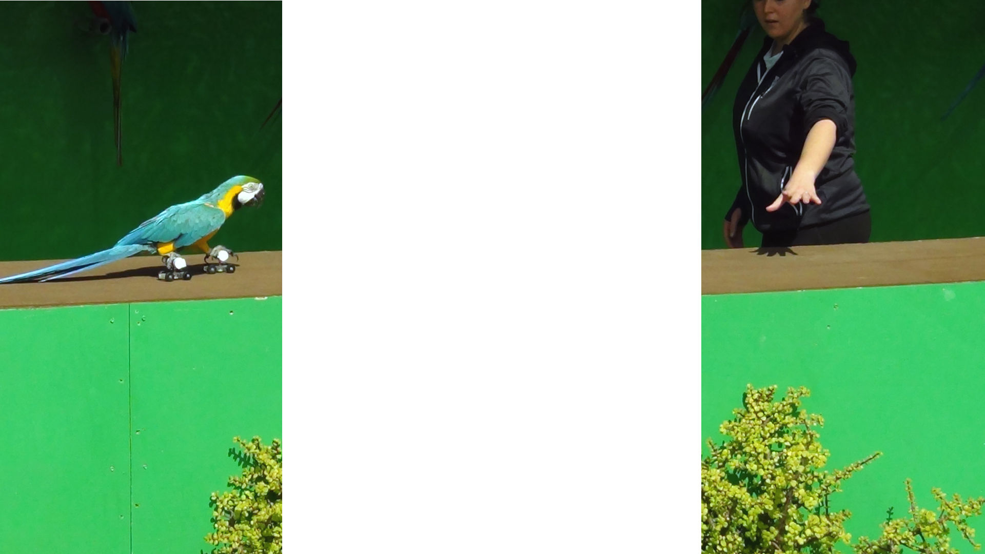 Parrot Interaction Pack by Adventures - Malta's widest range of ...